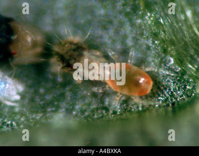 Predatory mite (Typhlodromus pyri) feeding on Panonychus ulmi prey mite ...