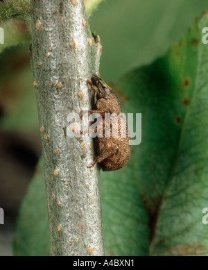 Clay-coloured Weevil (Otiorhynchus singularis) and Larvae - London ...