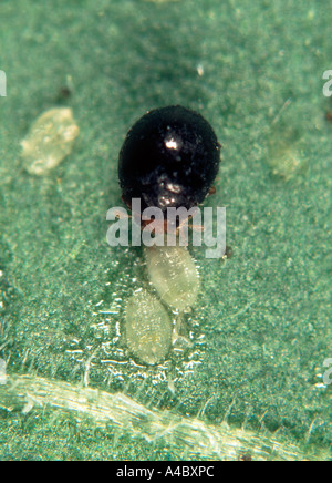 Scale-feeding Lady Beetle Larva of the species Chilocorus nigritus ...
