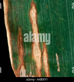Agriculture - Crop disease; anthracnose lesions on a grain corn stalk ...