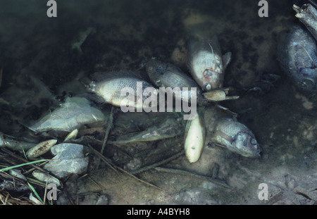 Dead fish at the edge of a polluted lake in Thailand Stock Photo - Alamy