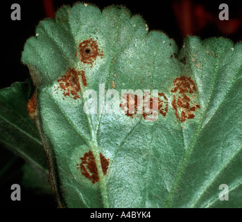 Geranium rust Puccinia pelargonii zonalis pustules on Pelargonium leaf ...