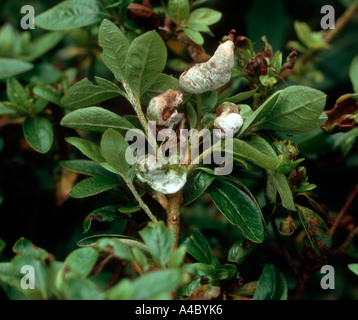 Azalea gall (Exobasidium vaccini) leaf galls on azalea (Rhododendron ...