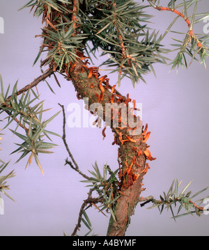 Hawthorn rust (Gymnosporangium clavariiforme) on Juniperus communis ...