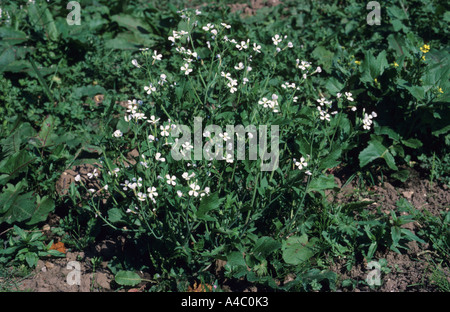 Wild radish or runch Raphanus raphanistrum seedling cotyledons and ...