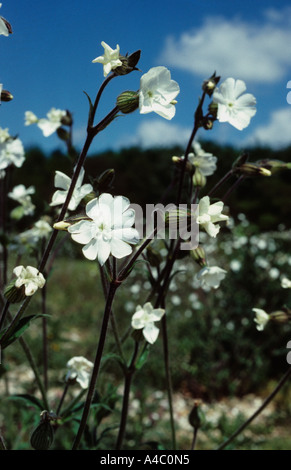 Flowering White campion (Silene alba or Melandrium album ...