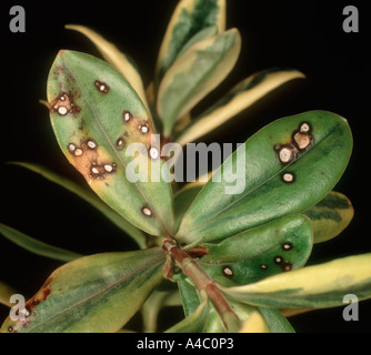 Hebe Leaf Spot Septoria exotica on Hebe Hebe albicans foliage Stock ...