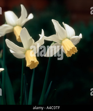 Daffodil 'Jenny' (Narcissus 'Jenny' Stock Photo - Alamy
