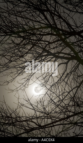 full moon on black trees background Stock Photo - Alamy
