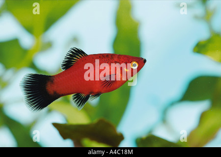 Southern Platyfish, Common Platy (Xiphophorus maculatus) in an aquarium ...