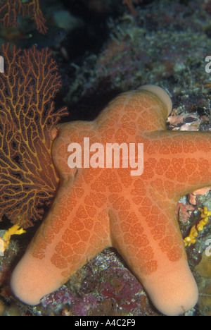 Starfish Choriaster granulatus Solomon Islands Stock Photo - Alamy