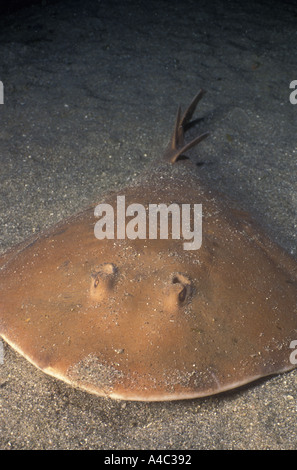 LESSER ELECTRIC RAY NARCINE BRASILIENSIS Stock Photo - Alamy