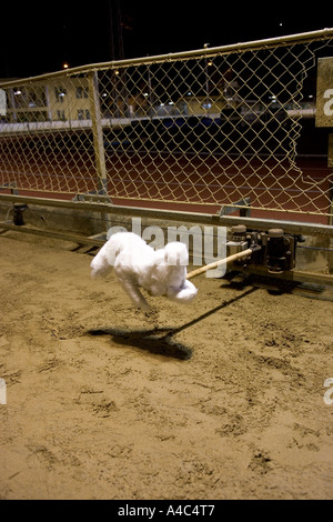 The Rabbit Canidrome Greyhound Racing Stadium Macau Stock Photo - Alamy