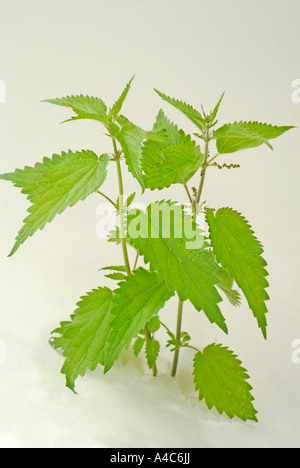 Nettle, Stinging Nettle (Urtica dioica), stalks, studio picture Stock ...