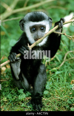 King Colobus, Western Pied Colobus (Colobus polykomos), mother with ...