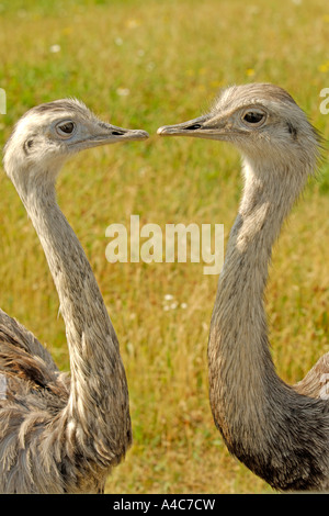 Portrait of a Nandu, a flightless bird Stock Photo - Alamy