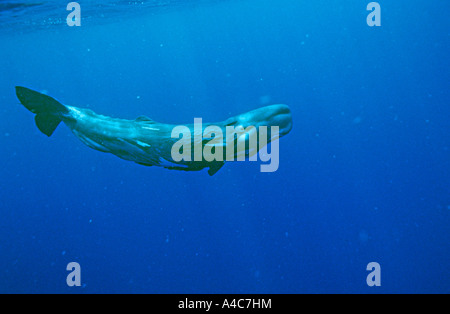 Young Sperm Whale Physeter catodon Azores Atlantic Ocean Portugal Stock Photo - Alamy