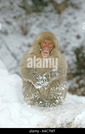 Japanese macaque or snow japanese monkey , baby and mom (Macaca fuscata ...