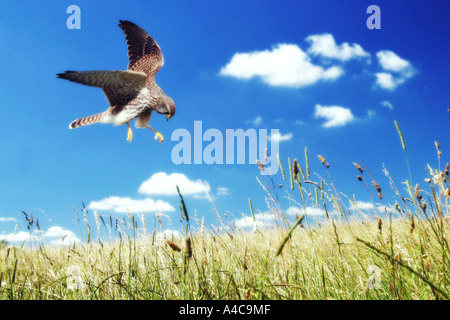 Kestrel at the hover Stock Photo - Alamy