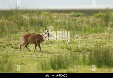 Muntjac Deer (Muntiacus reevesi). Footprints in snow and showing trail ...