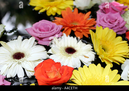 Yellow and purple flowers floating in yellow water Stock Photo - Alamy