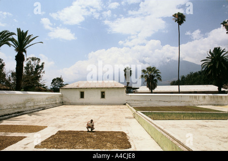 Coffee plantation foreman with harvest, Antigua, Guatemala. 1982 Stock ...