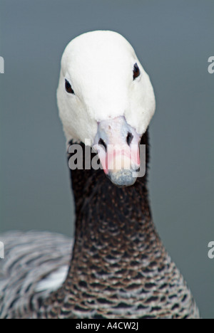 Side view of an Emperor Goose with its white head in profile, a heavy ...