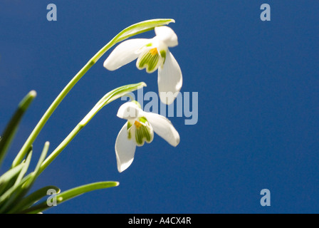 snowdrops in snow with blue sky and clouds Stock Photo - Alamy