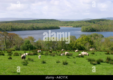 Lower Lough Erne, Islands, County Fermanagh, Navar Scenic Route, view ...