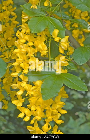 Common laburnum with yellow flowers Stock Photo - Alamy