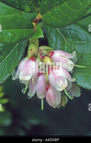 Cowberry, Foxberry, Bog Cranberry (Vaccinium vitis-idaea), flowering ...