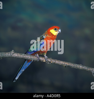 Stanley Rosella Platycercus icterotis Perched Stock Photo - Alamy