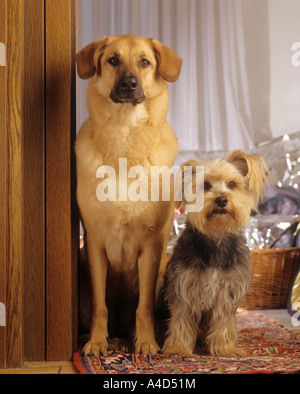 two half breed dogs - sitting on meadow Stock Photo - Alamy