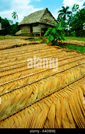 Drying palm leaves to be used in the construction of homes ...