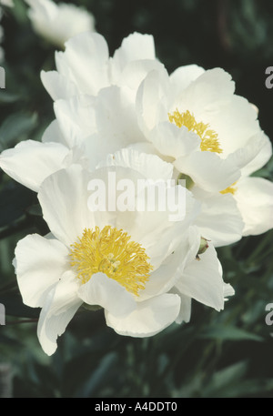 Close-up of white peony blooms with yellow centers and closed green ...