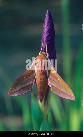 Elephant hawk-moths (Deilephila elpenor) resting on tree bark. Many ...