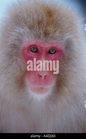 Japanese macaque or snow japanese monkey in water (Macaca fuscata ...