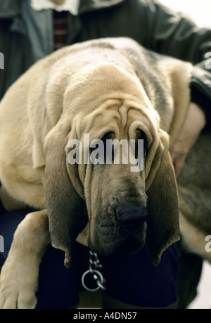 wrinkly bloodhound dog Stock Photo: 222697915 - Alamy