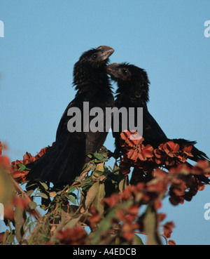 Groove-billed Ani (Crotophaga sulcirostris), Aves, Vía Antón - El Valle ...