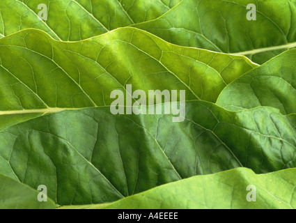 Tobacco plant (Nicotiana tabacum) leaves Stock Photo: 58492317 - Alamy