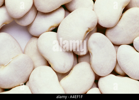 Beans dry white Legume Corona Coronabeans Stock Photo - Alamy