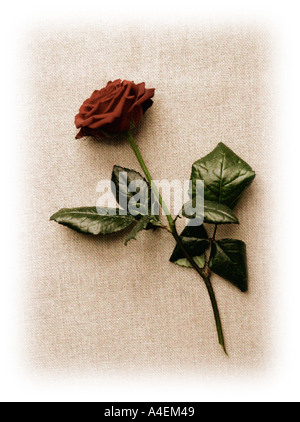 red rose tinted Stock Photo - Alamy
