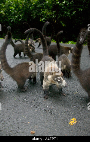 Coati band on road searching for food outside Nuevo Arenal, Zona Norte ...