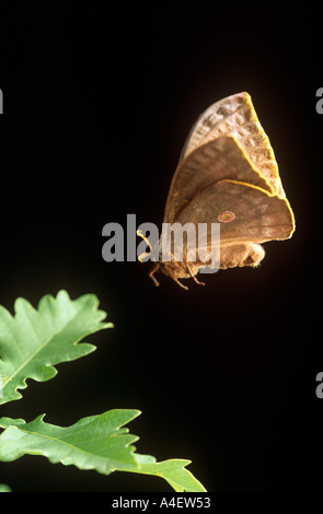Chinese oak moth Stock Photo - Alamy
