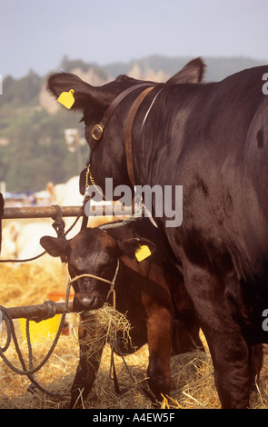 Angus calf & mother Stock Photo - Alamy