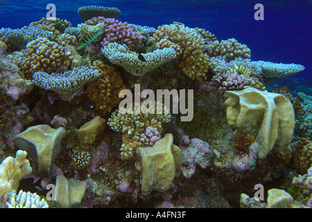 Highly diverse coral reef, mainly fire coral, Millepora platyphylla ...