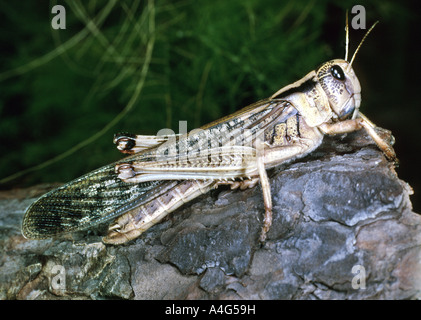 Locust kept in pet shop for sale as live food for certain types of ...