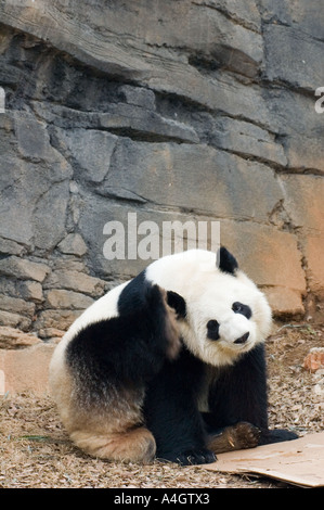 Giant panda scratching its ear with one of its paws Stock Photo - Alamy