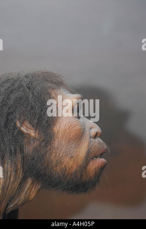 Homo Ergaster 1 9 1 4 million years ago Human Skeleton Stock Photo - Alamy