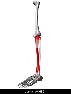 tibia highlighted red on human skeleton Stock Photo - Alamy